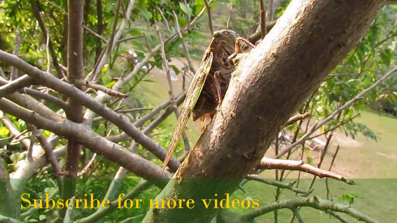 Cicada Making Awesome Noise video - YouTube