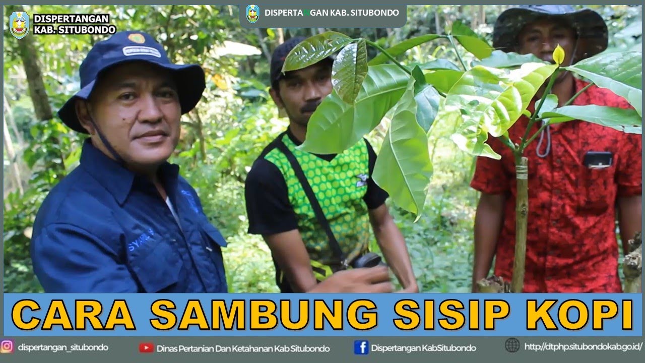 CARA MELAKUKAN SAMBUNG SISIP TANAMAN KOPI - YouTube