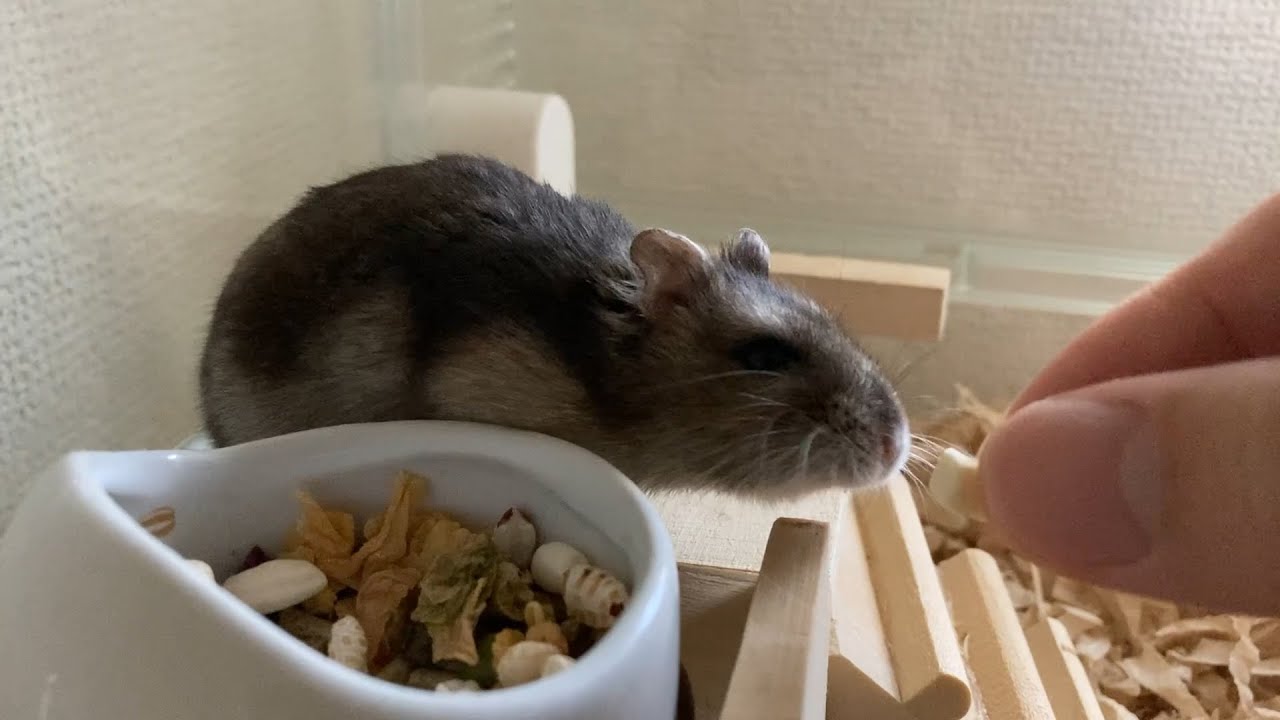 大好物を狙うハムスターがこちら Here's a hamster hunting for its favorite food - YouTube