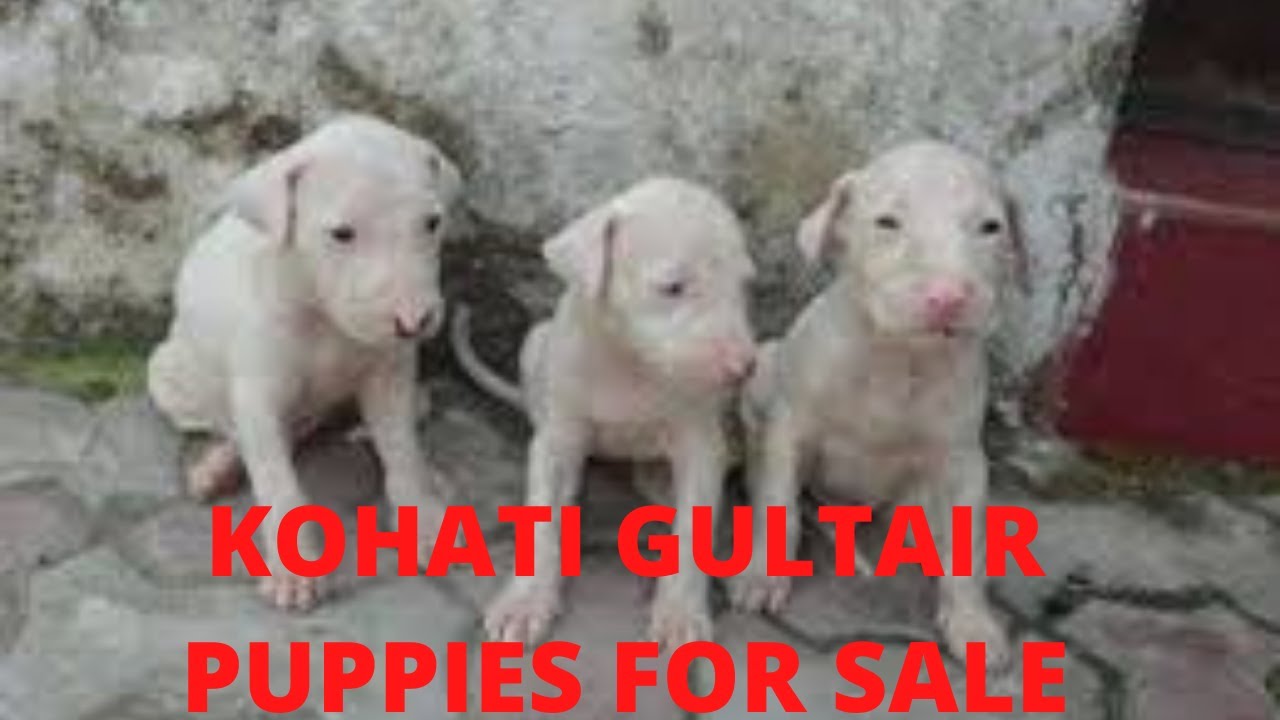 Kohati Gultair Dog Puppies for Sale in Pakistan - YouTube