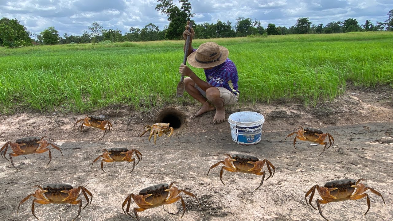 Amazing skill man find dig & catch a lots crab in hole after low water ...