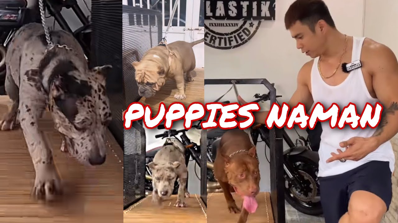 PUPPIES NAMAN!!! TATAKBO BA SA DOG TREADMILL ANG MGA XL PUPPIES? • Sam ...