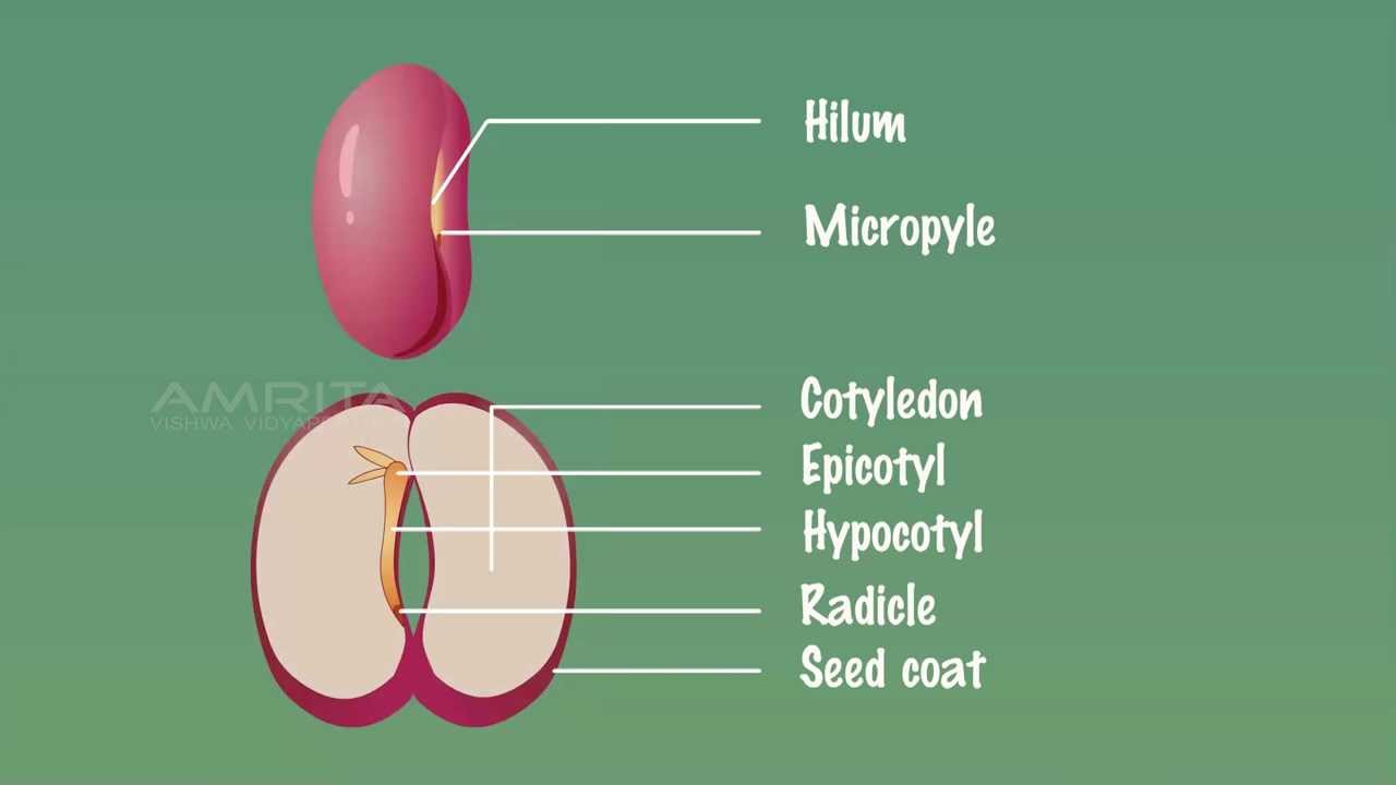 Embryo Of Dicot Seeds MeitY OLabs YouTube embryo-of-dicot-seeds-meity-olabs-youtube