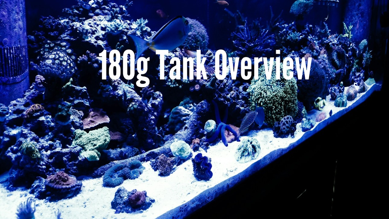 180 Gallon Reef Tank Overview - YouTube