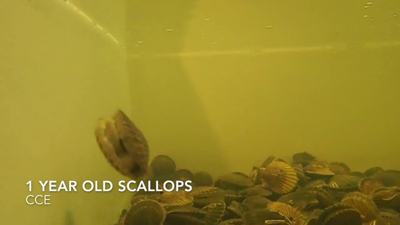 Bay Scallops Swimming - YouTube