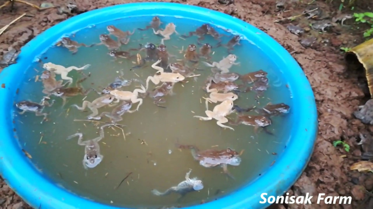 Farming Pailin - Amazing Asian Frog Farm - How to Frog farming step by ...