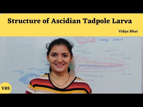 Structure of ascidian tadpole larva |Sea-squirt |General character of ...
