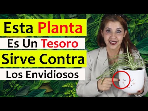 🌱ESTA PLANTA es ORO PURO en CASA, Es ÚTIL CONTRA la ENVIDIA: LISTÓN, MALAMADRE, ARAÑA o LAZO de AMOR