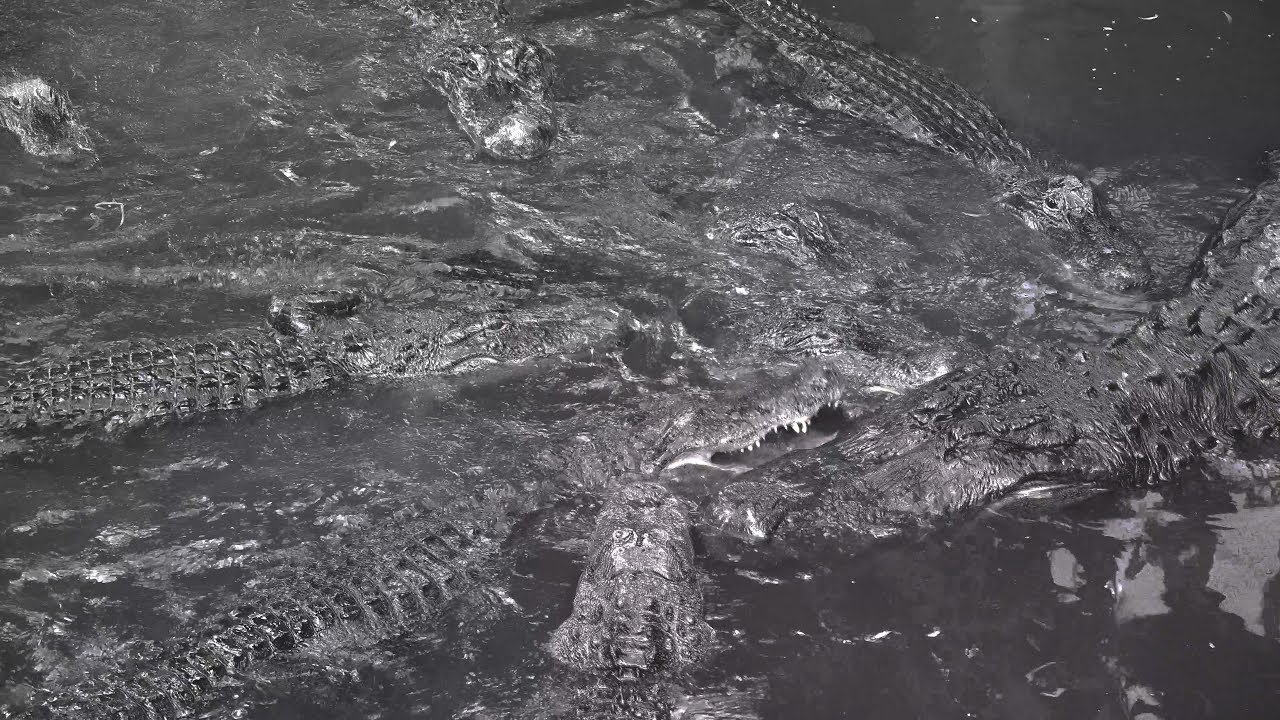 Alligator Feeding Frenzy in 4K Slo Mo at Gatorland - YouTube