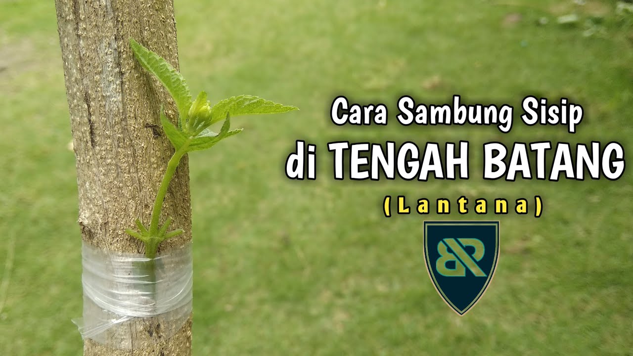 Cara Sambung Sisip Okulasi Di Tengah tengah Batang Lantana YouTube cara-sambung-sisip-okulasi-di-tengah-tengah-batang-lantana-youtube