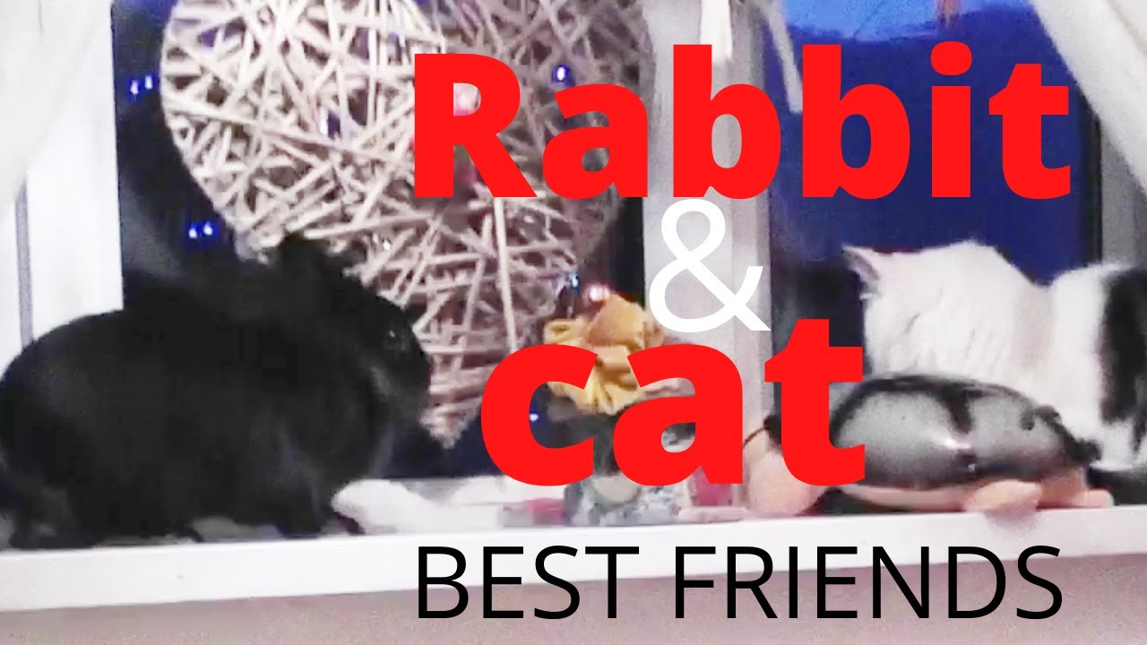 Rabbits and cats living together - YouTube
