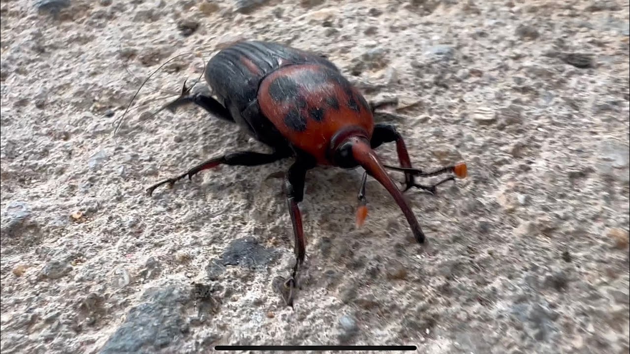 Friendly little critter #beetle #kohchang - YouTube