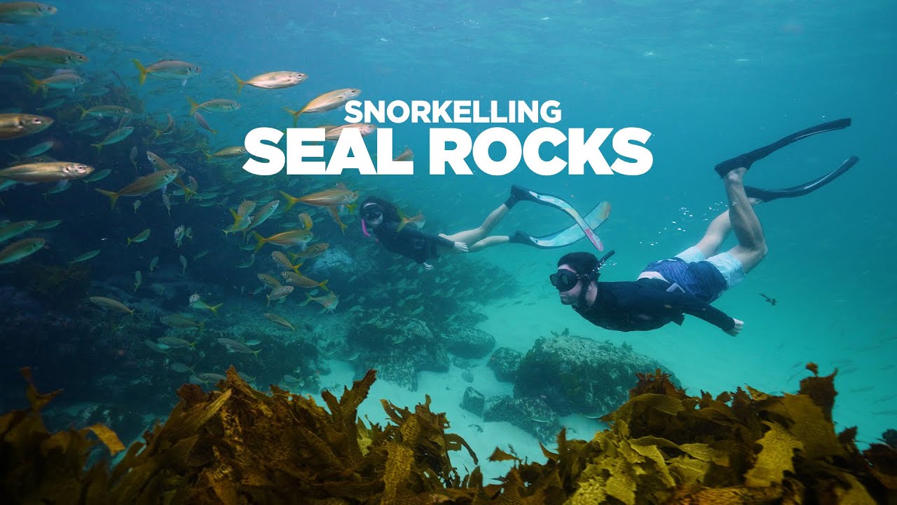 Snorkelling Seal Rocks | Destination NSW Highlight Reel - YouTube