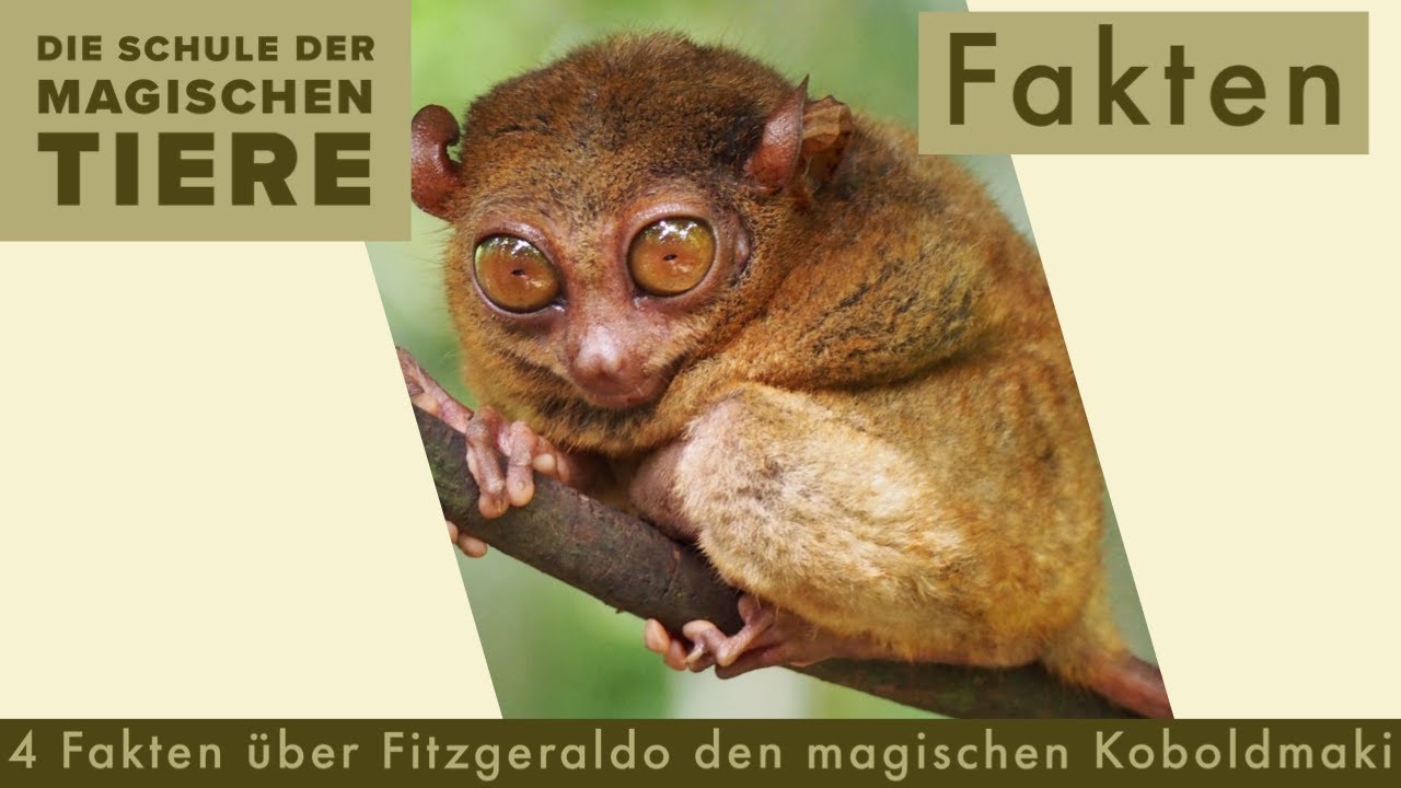 4 spannende Fakten über Fitzgeraldo den magischen Koboldmaki aus der ...