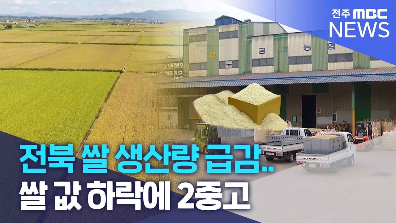 전북 쌀 생산량 급감.. 쌀 값 하락에 이중고 | 전주MBC 241120 방송 - YouTube