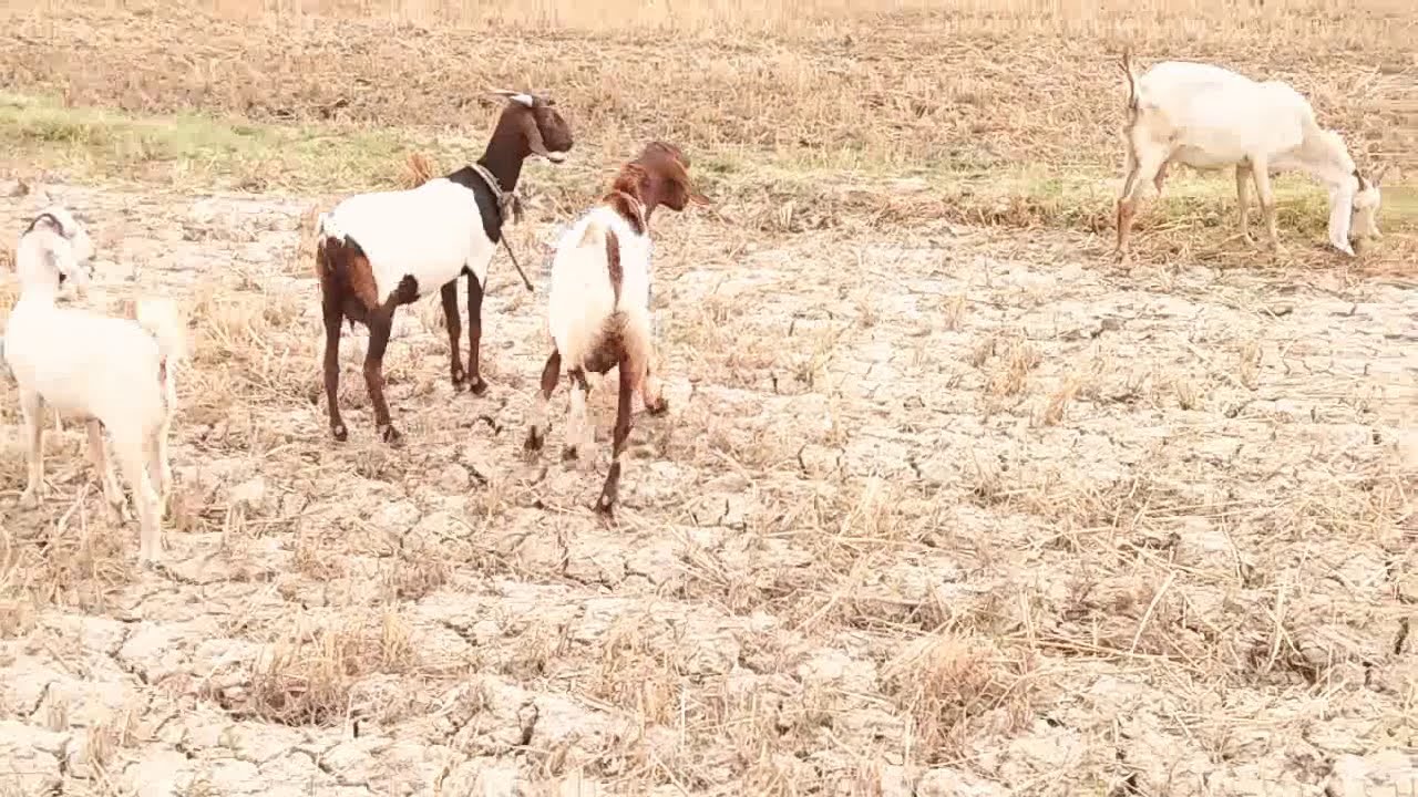Goat mail femail love - YouTube