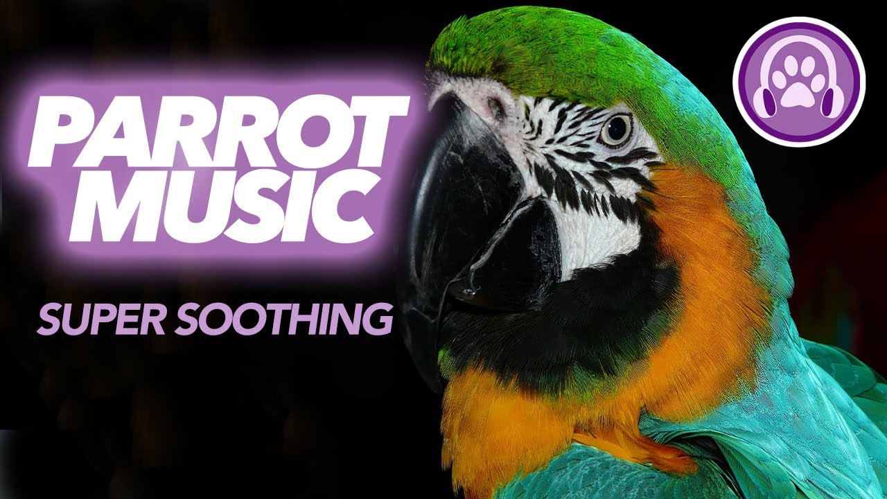 Unbelievable Results: Expert Made Music to Relax Your Parrot 🦜 - YouTube