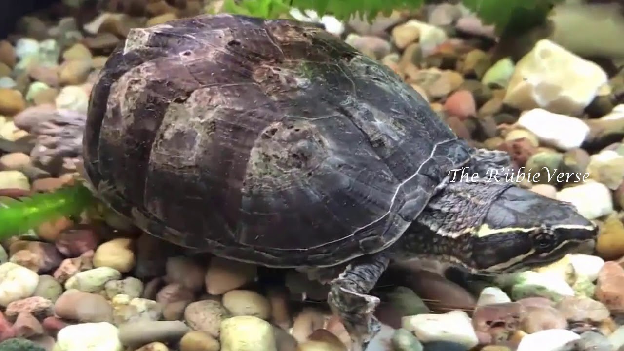 Common Musk Turtles, Yellow Spotted Amazon River Turtles - YouTube