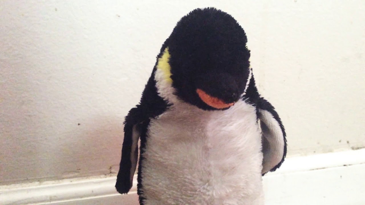 penguin drives a car - YouTube