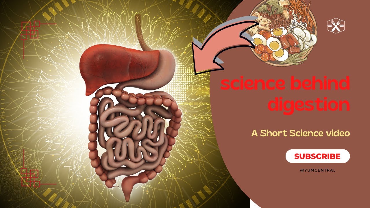The Science Behind Digestion: A short video present by Yum Central ...