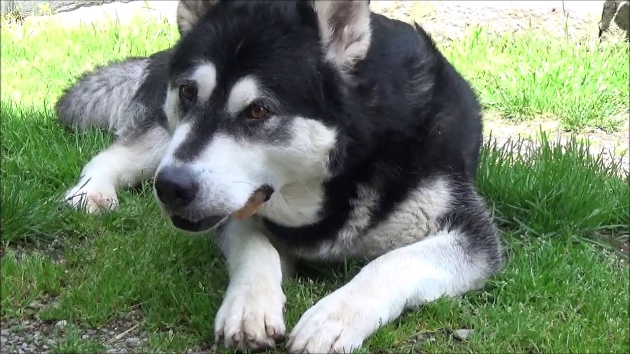 Alaskan Malamute and Golden Retriever get some nice treats - YouTube