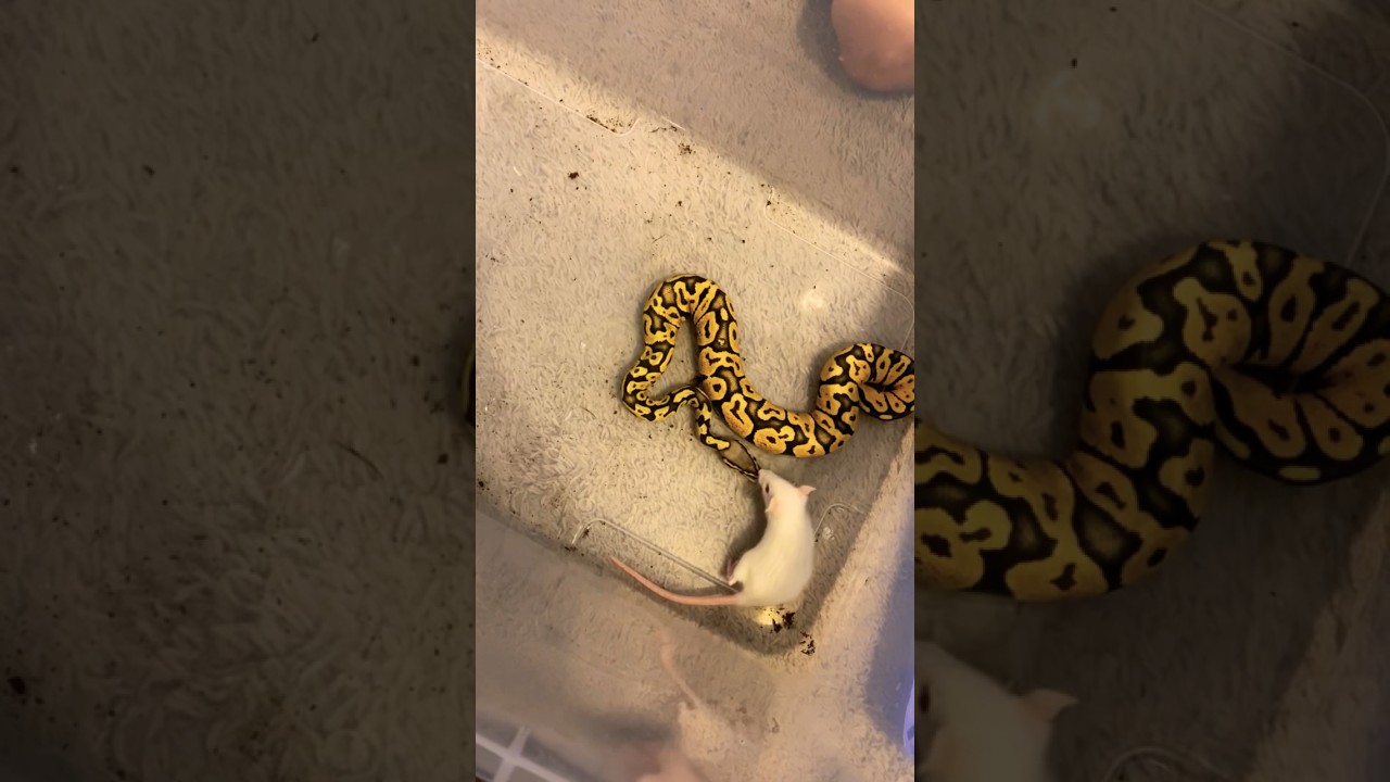 WOAH😳 #florida #reptile #pet #pets #feeding #feed #python #ballpython #snake #snakevideo #snakes ...