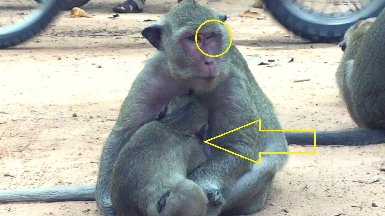 Poor Monkeys! Eye Disability Monkey Trying To Hug Her Crying Baby - YouTube
