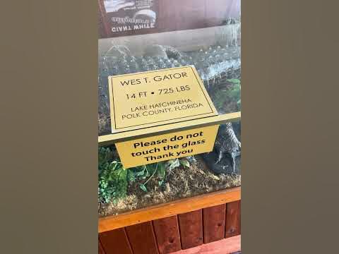 A Look at the Tourist Trap 14 Foot Alligator at the Florida Welcome ...
