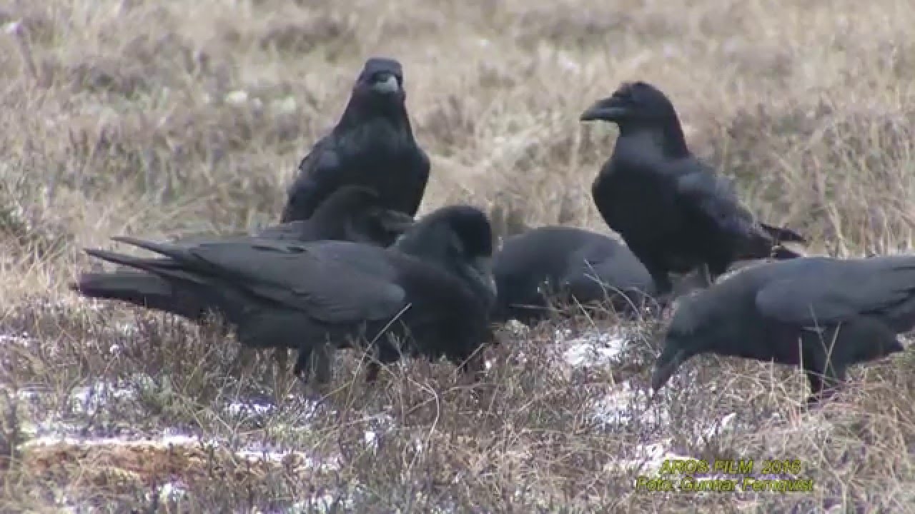 KORP Common Raven (corvus corax) Klipp - 1762 - YouTube