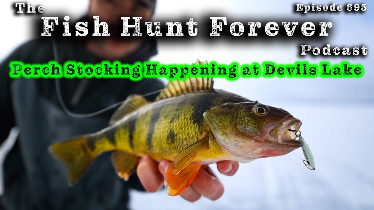 Perch Stocking Happening at Devils Lake | FHF Podcast: Week 695 - YouTube