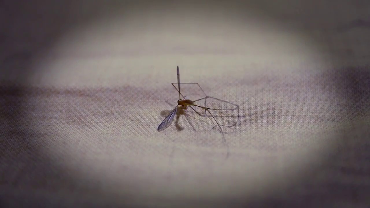 Mosquito muriendo por insecticida - YouTube