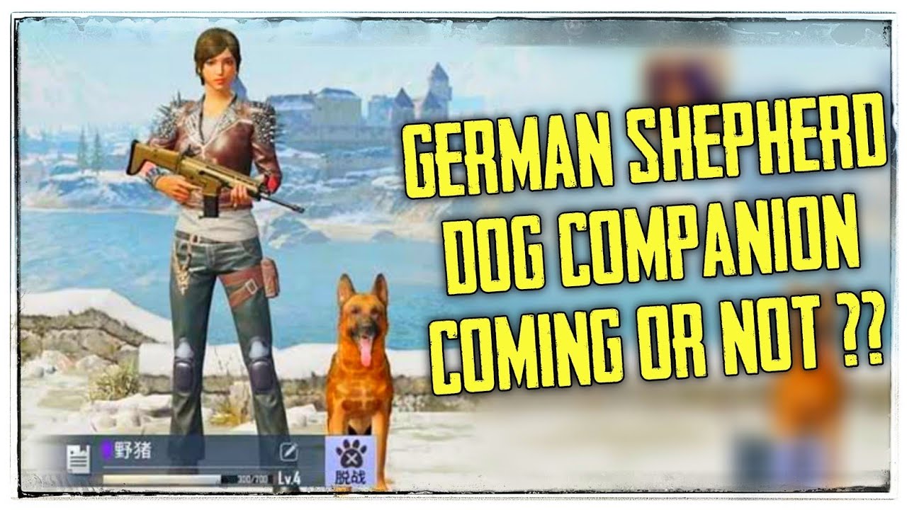 DOG COMPANION COMING OR NOT ?? GERMAN SHEPHERD COMPANION IN PUBG | DOG ...