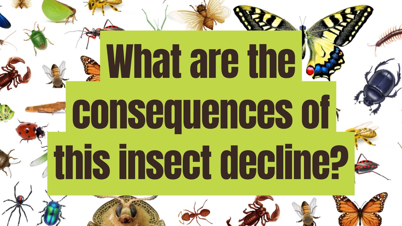 Insect decline has really obvious and concerning consequences for ...