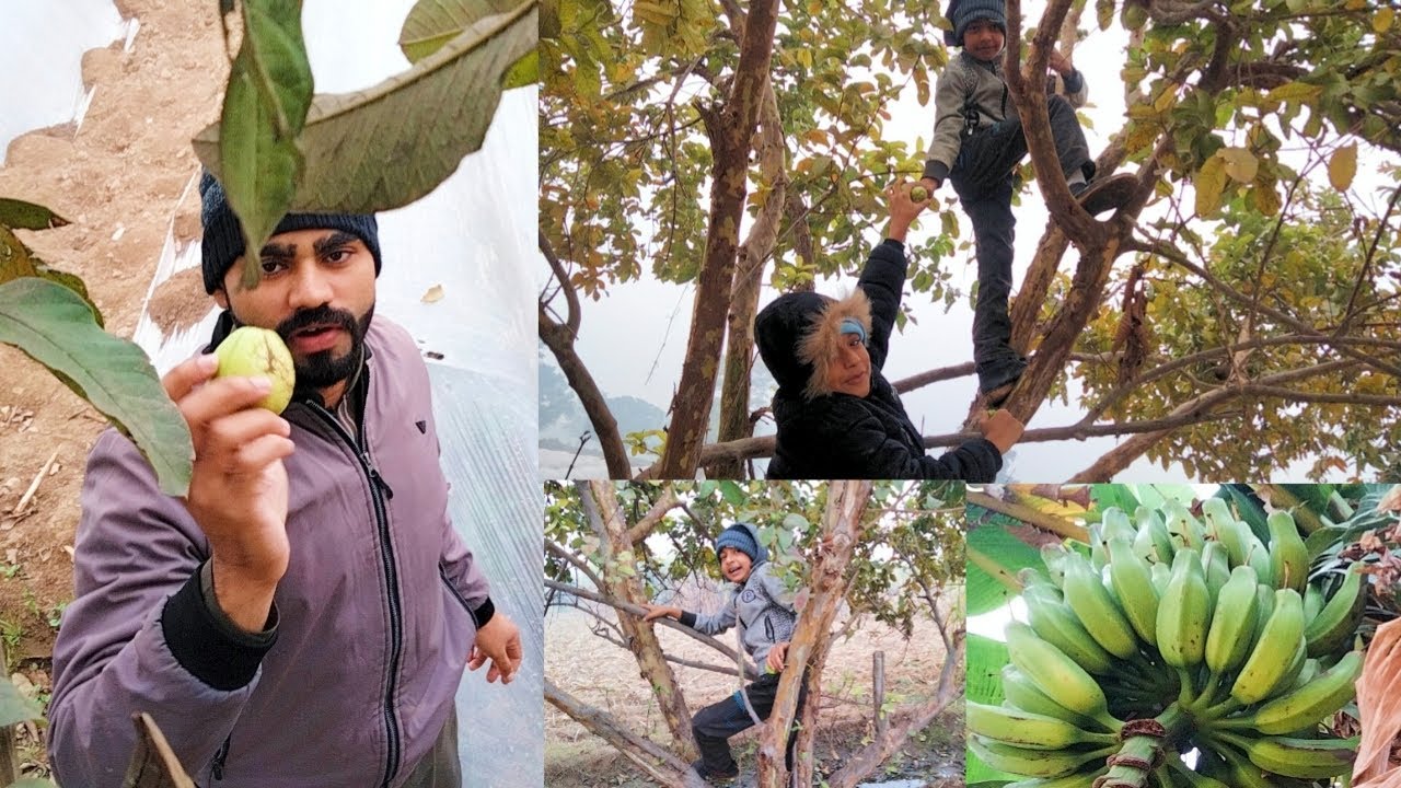 Pakistani Guava Trees I Sweet Red Guava I Masti Time With Small ...