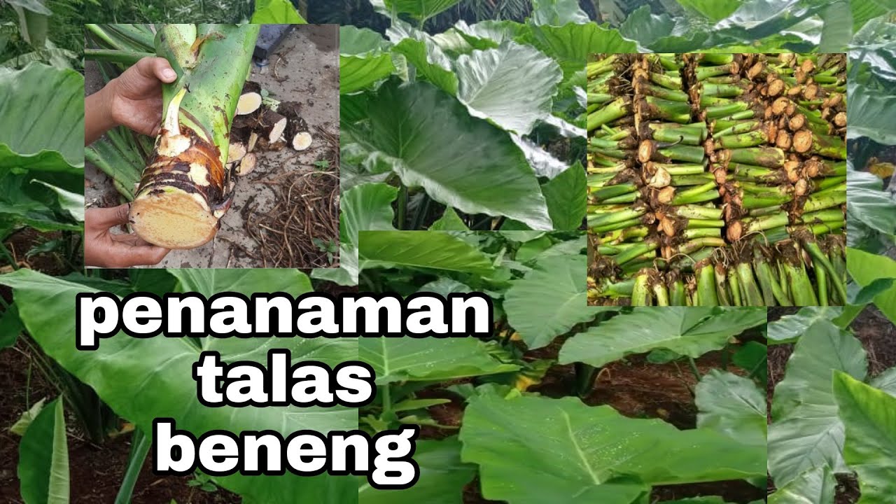 cara menanam talas beneng - YouTube