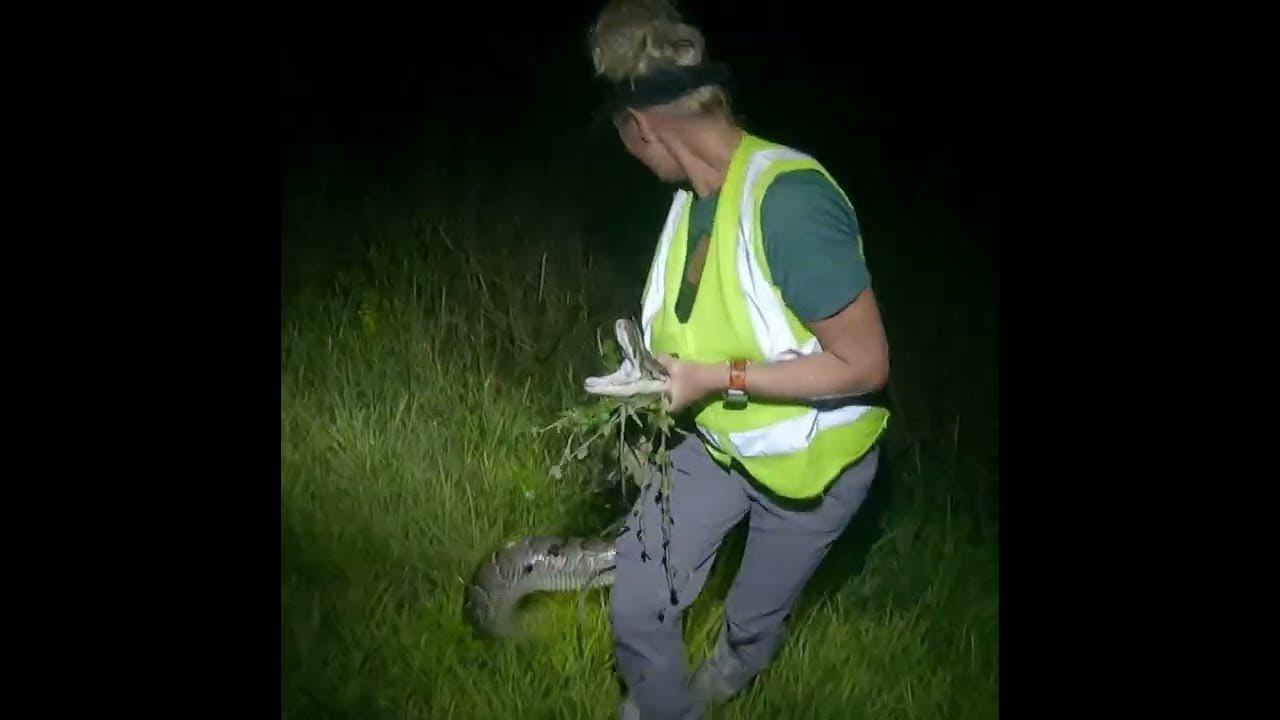 Catching Invasive Pythons!!! - YouTube