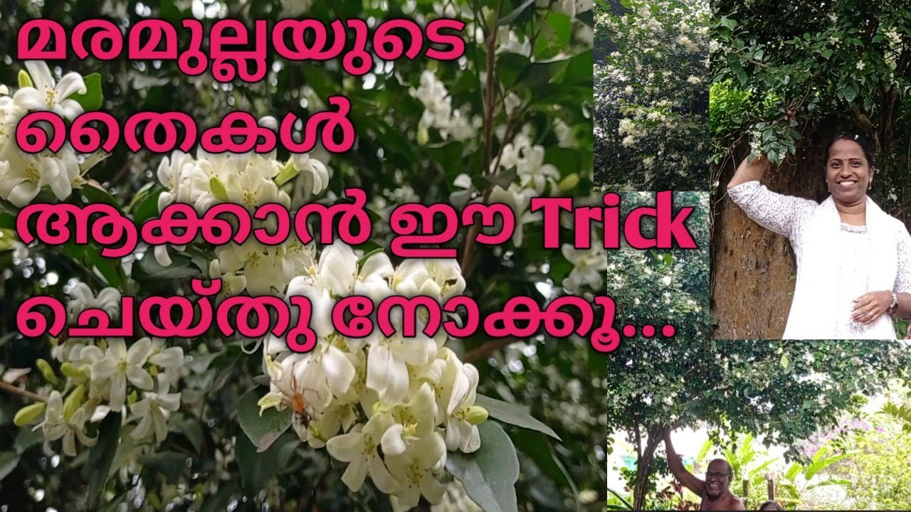 മരമുല്ല/// Maramulla care in malayalam // തൈകൾ നിറയാൻ - YouTube