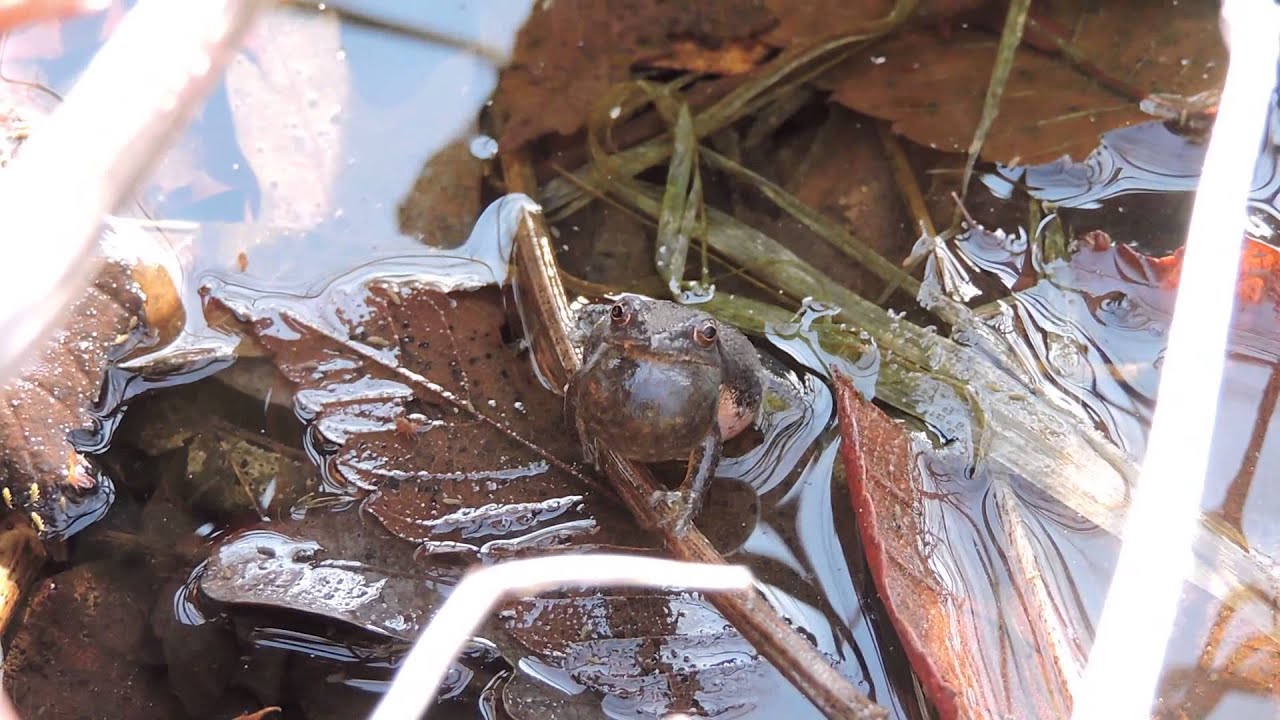 Capital Naturalist: Northern Spring Peeper Calling - YouTube