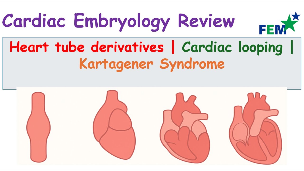 Cardiac Embryology | Heart tube derivatives | Cardiac looping ...