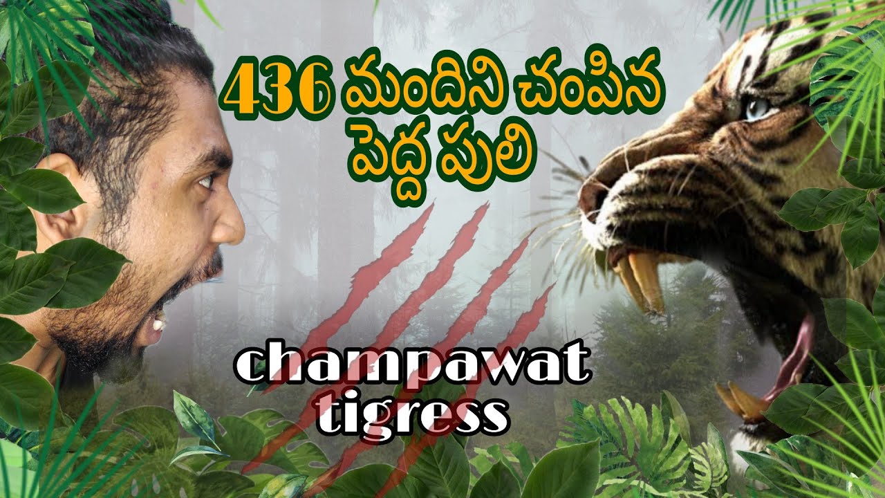 CHAMPAWAT TIGER THE MAN EATER OF INDIA | IN TELUGU | AQUA FACTS | - YouTube