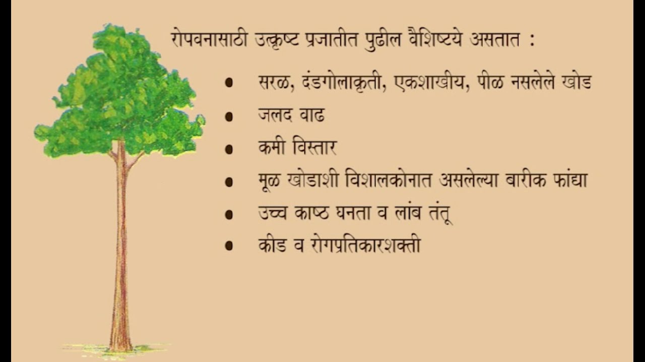 Plus Tree (अधिक वृक्ष) - YouTube