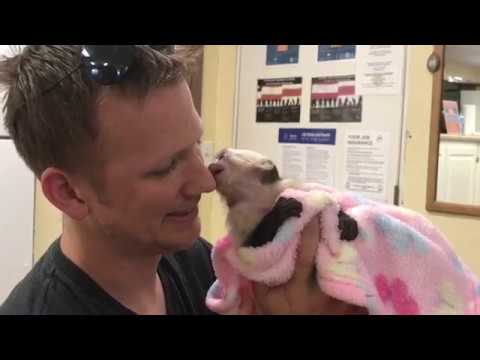 Baby Capuchin Monkey Rescue Drinks her Bottle and Gives Kisses! - YouTube