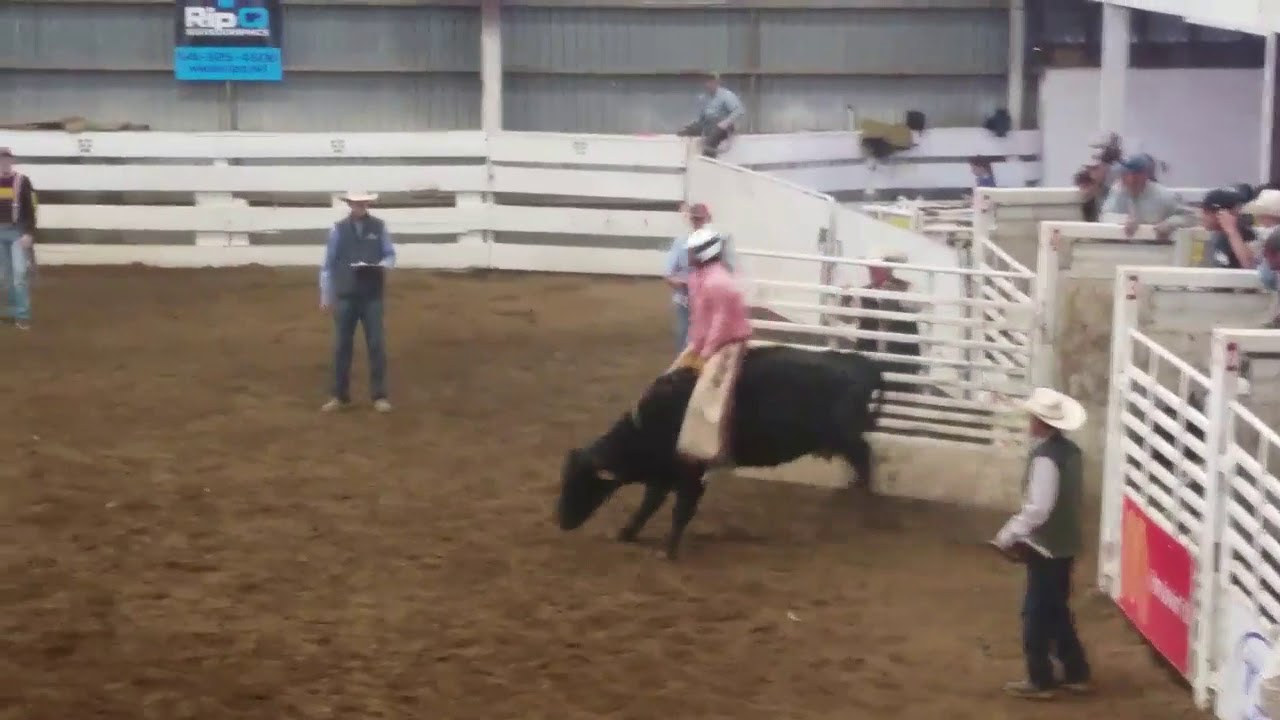 Cow riding - YouTube