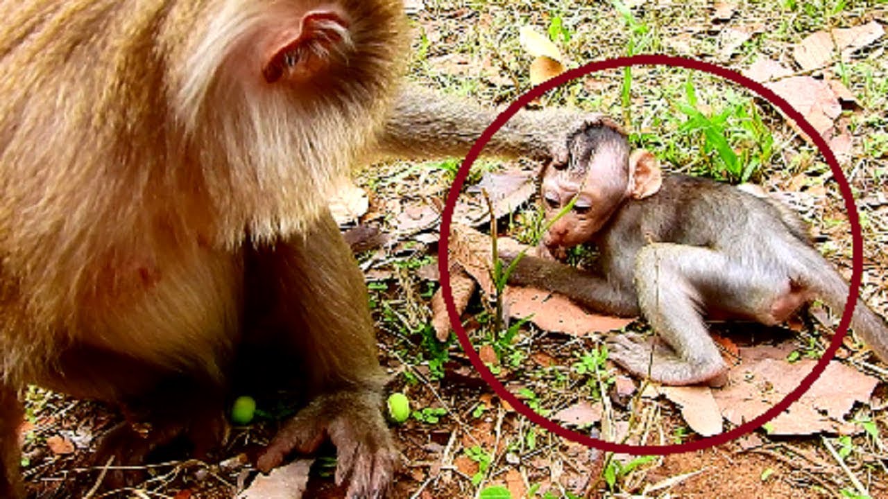 terrify! Tereza fight Bronx seriously, First time to see her angry ...