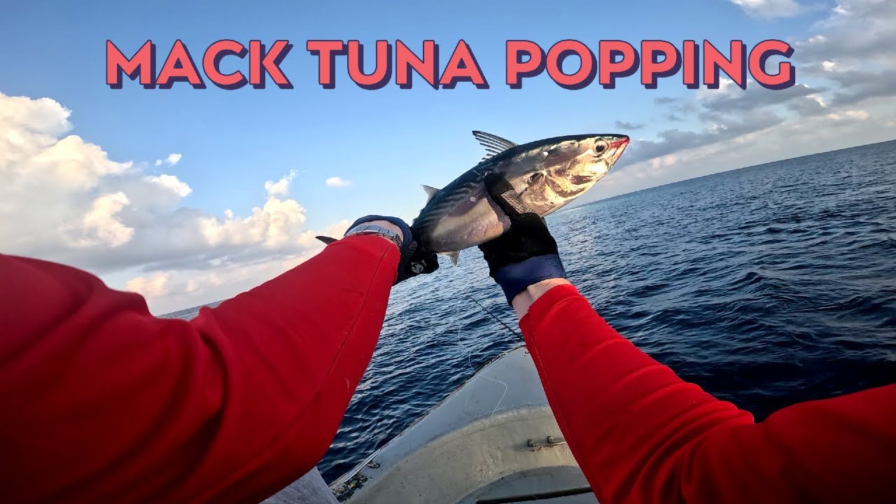 Popping for Mack Tuna in the- Maldives 2025 - YouTube
