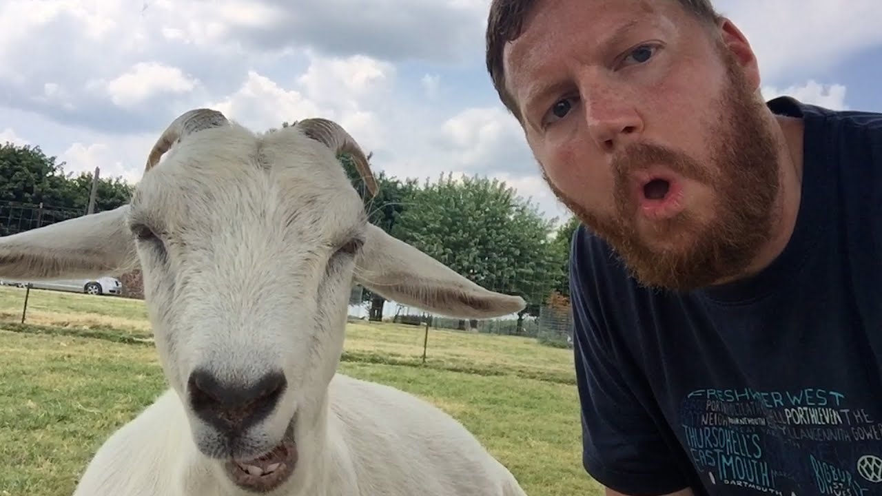 Funniest Goats | 30 Minutes 🤪 - YouTube