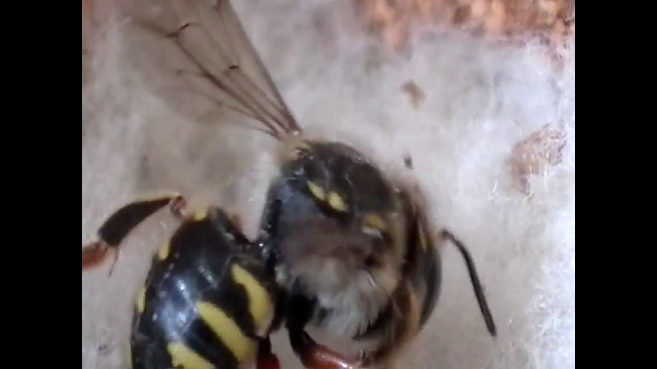 Пчела-шерстобит Anthidium sp. Wool carder bee - YouTube