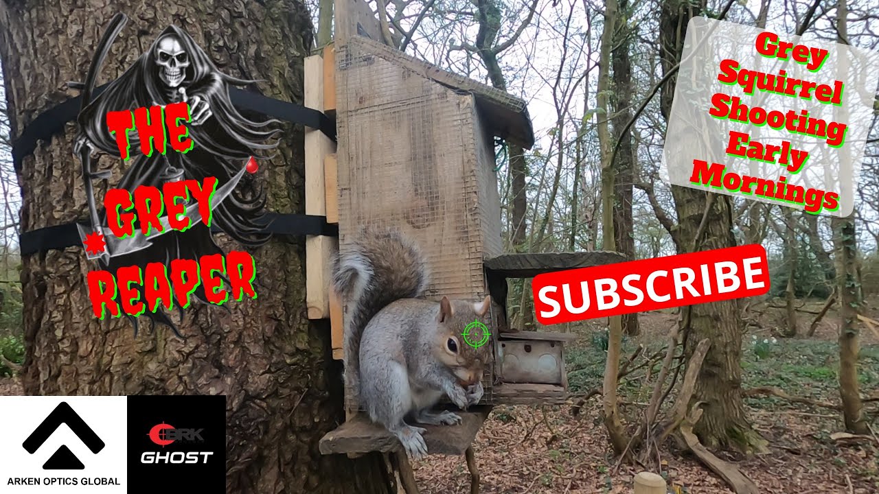 Grey Squirrel Shooting Ghost & Zulu Early Starts - YouTube