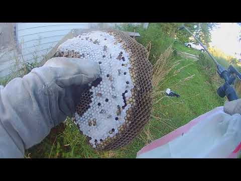 Massive nest of 5,000 yellow jackets wasps attack while being destroyed ...