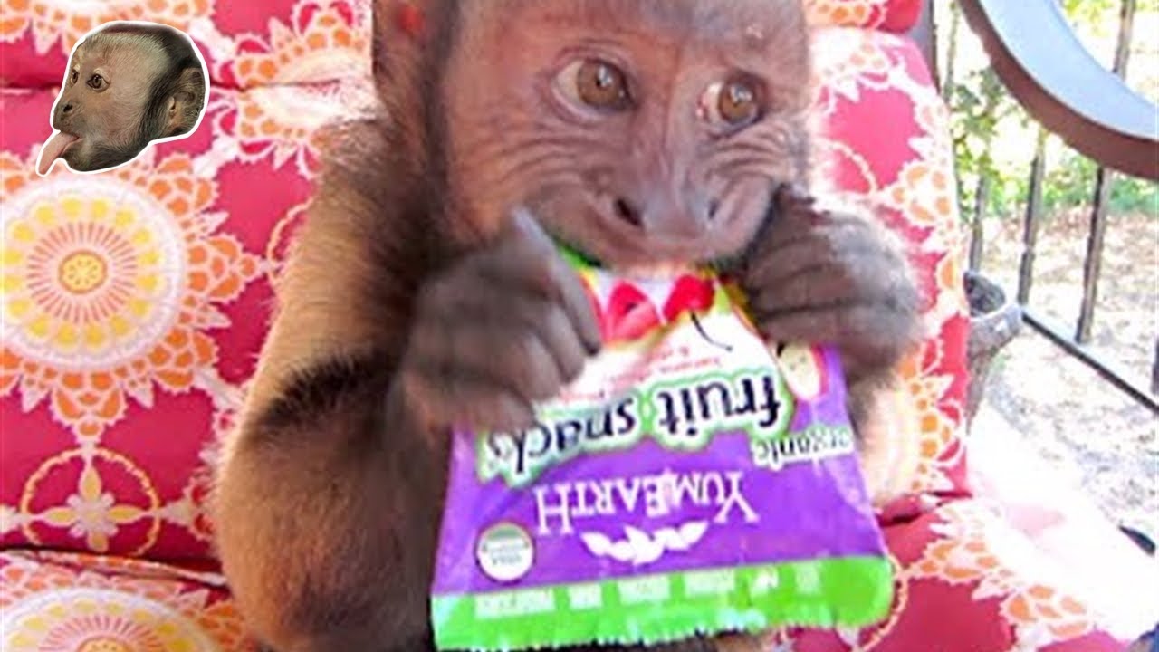 Capuchin Monkey Loves YumEarth Organic Fruit Snacks - YouTube
